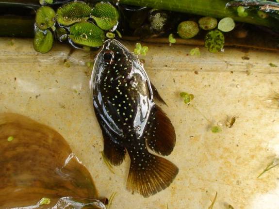 Airbreathing Catfish - Fishes