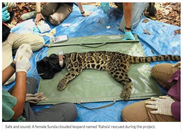 da|NATURALIST: Move to protect the Sunda clouded leopard