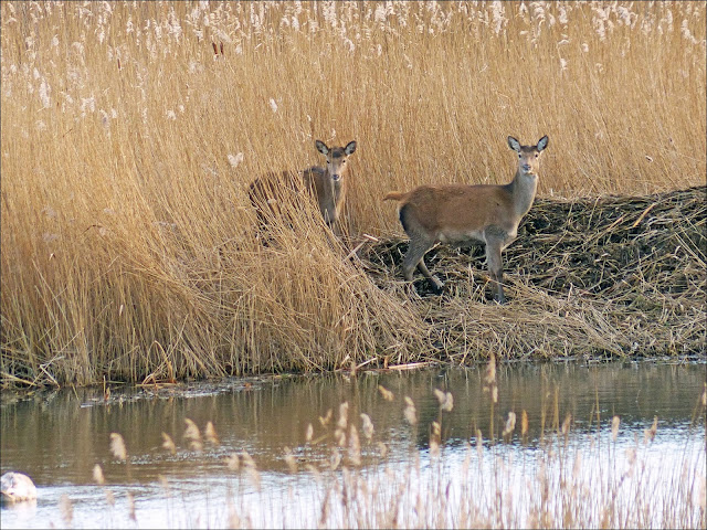 Wild and Wonderful: January 2014