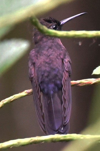 Melanistic Hummingbird