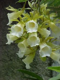 ORQUÍDEAS SEM SEGREDOS: ORQUÍDEA GALEANDRA