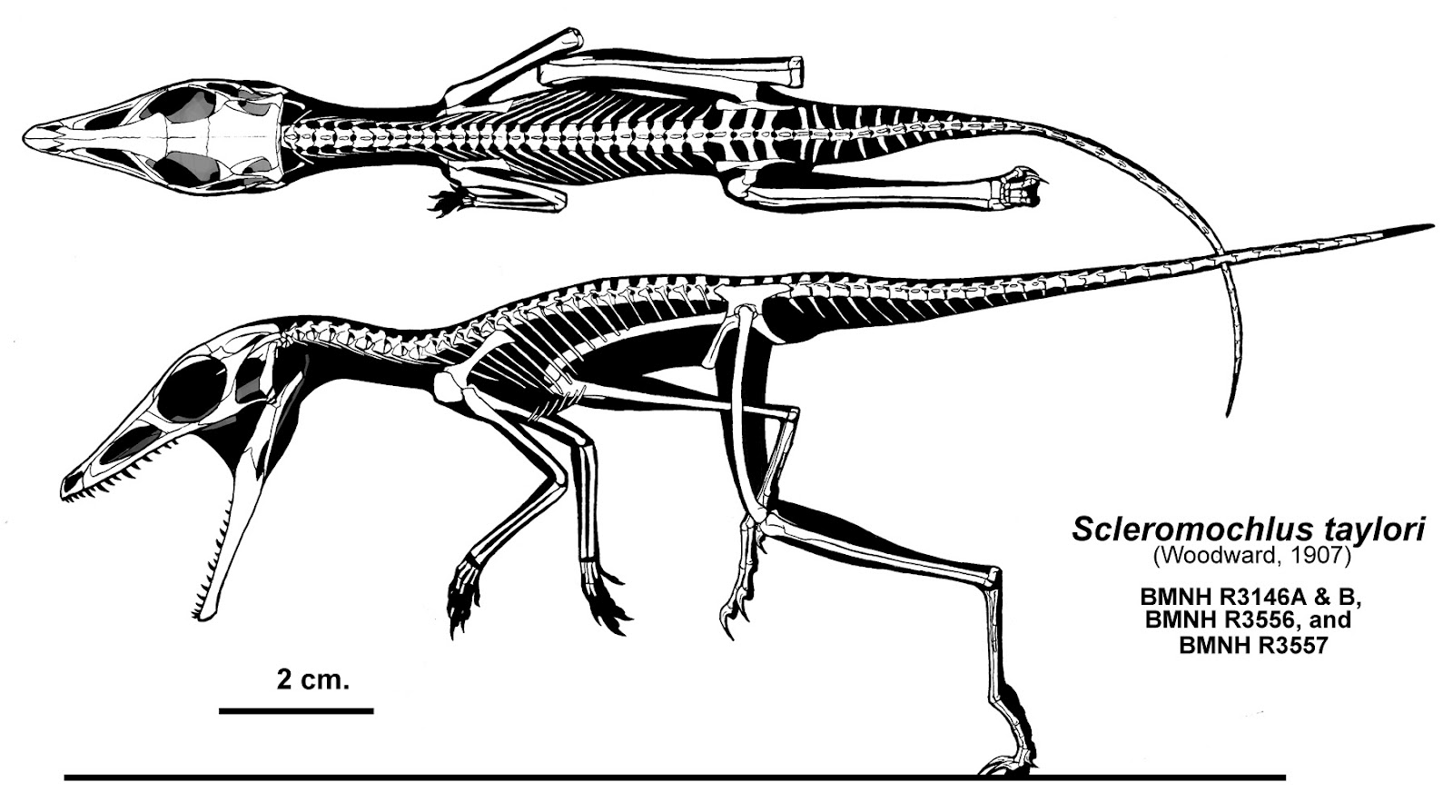 Species New to Science: [Paleontology • 1999] Scleromochlus taylori ...