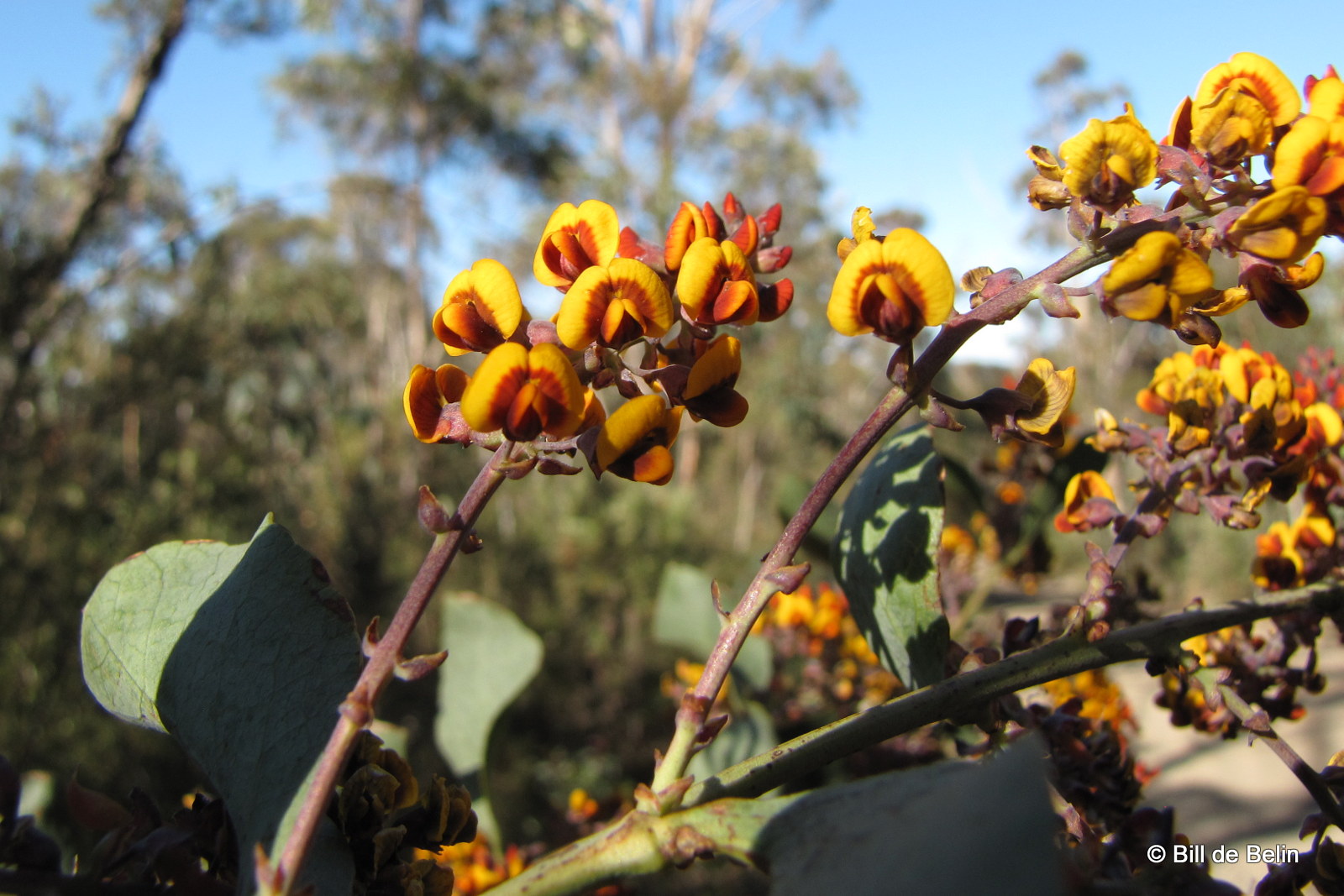 Sydney's Wildflowers and Native Plants: Daviesia latifolia - Broad-leaf ...