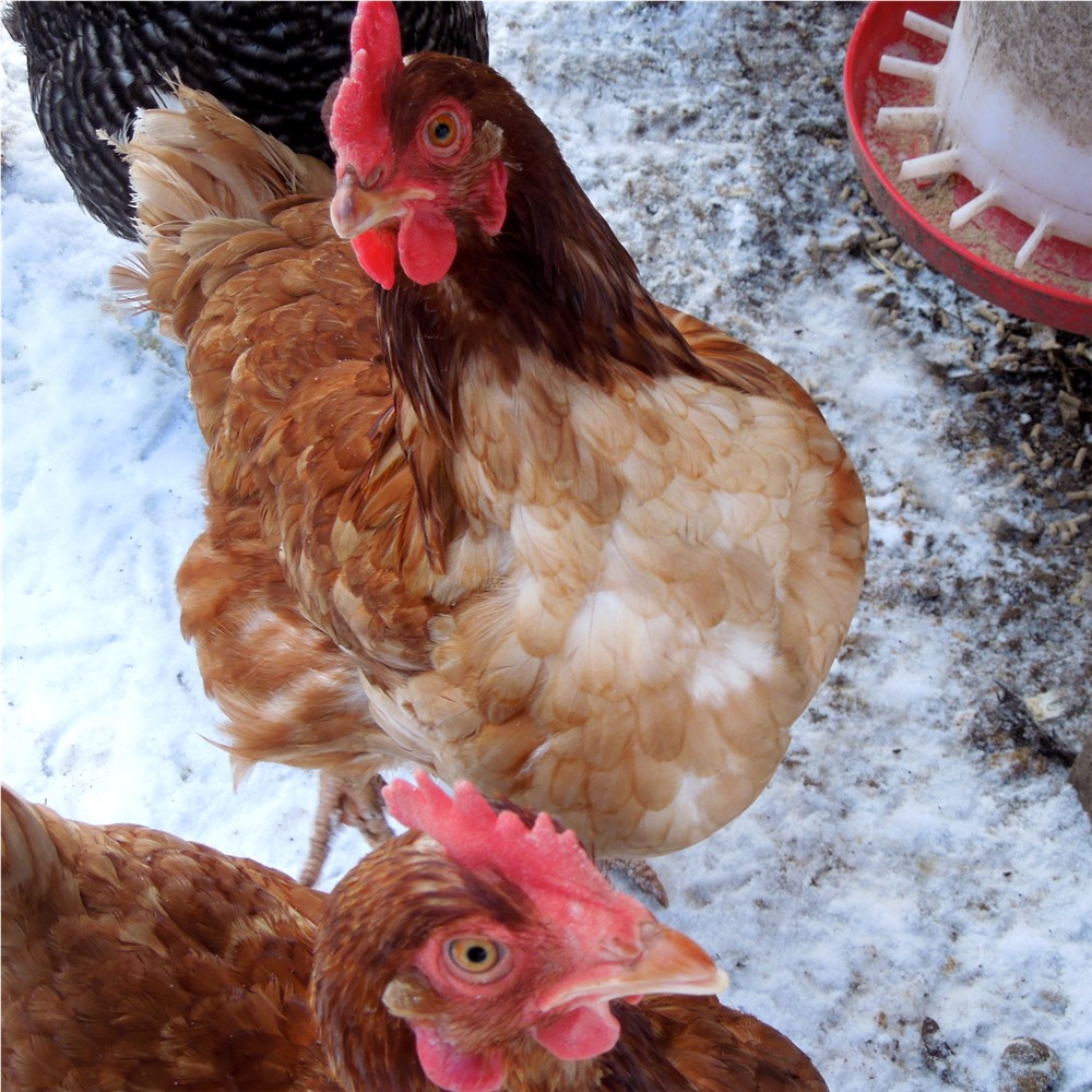 the Chicken Wrangler: Free Chickens?!? Be WARE!