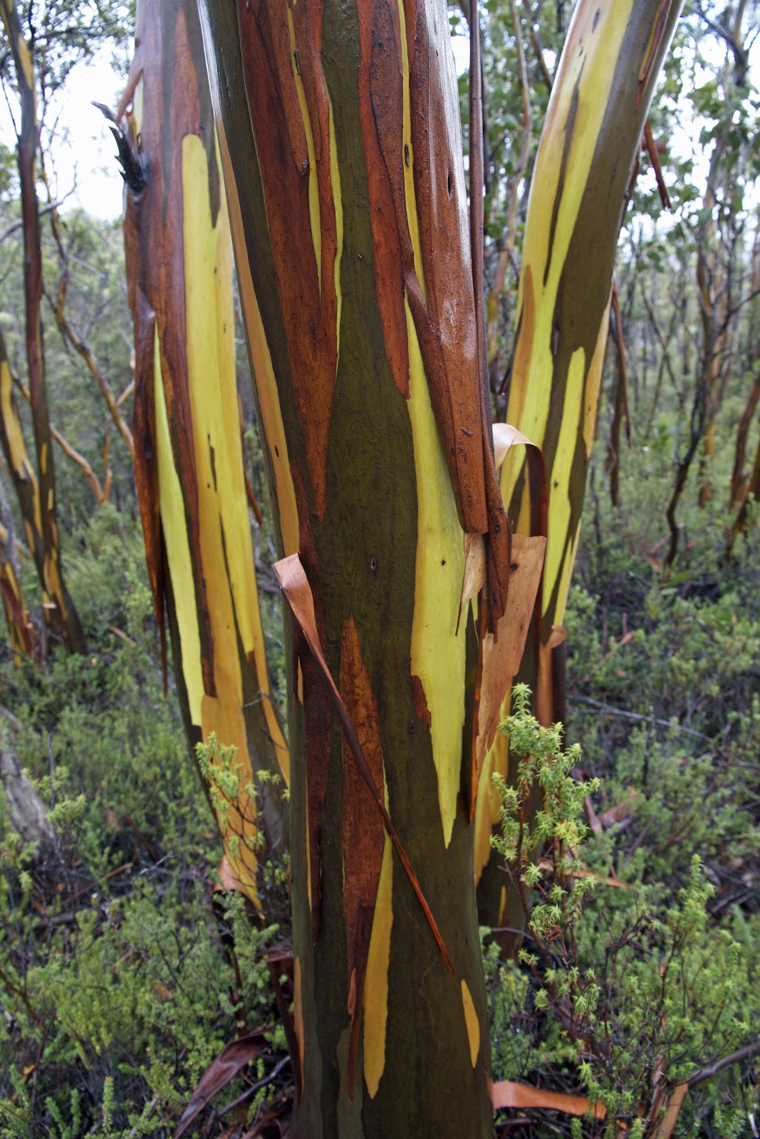 Nature Scribe: Twenty Three and a Half Reasons