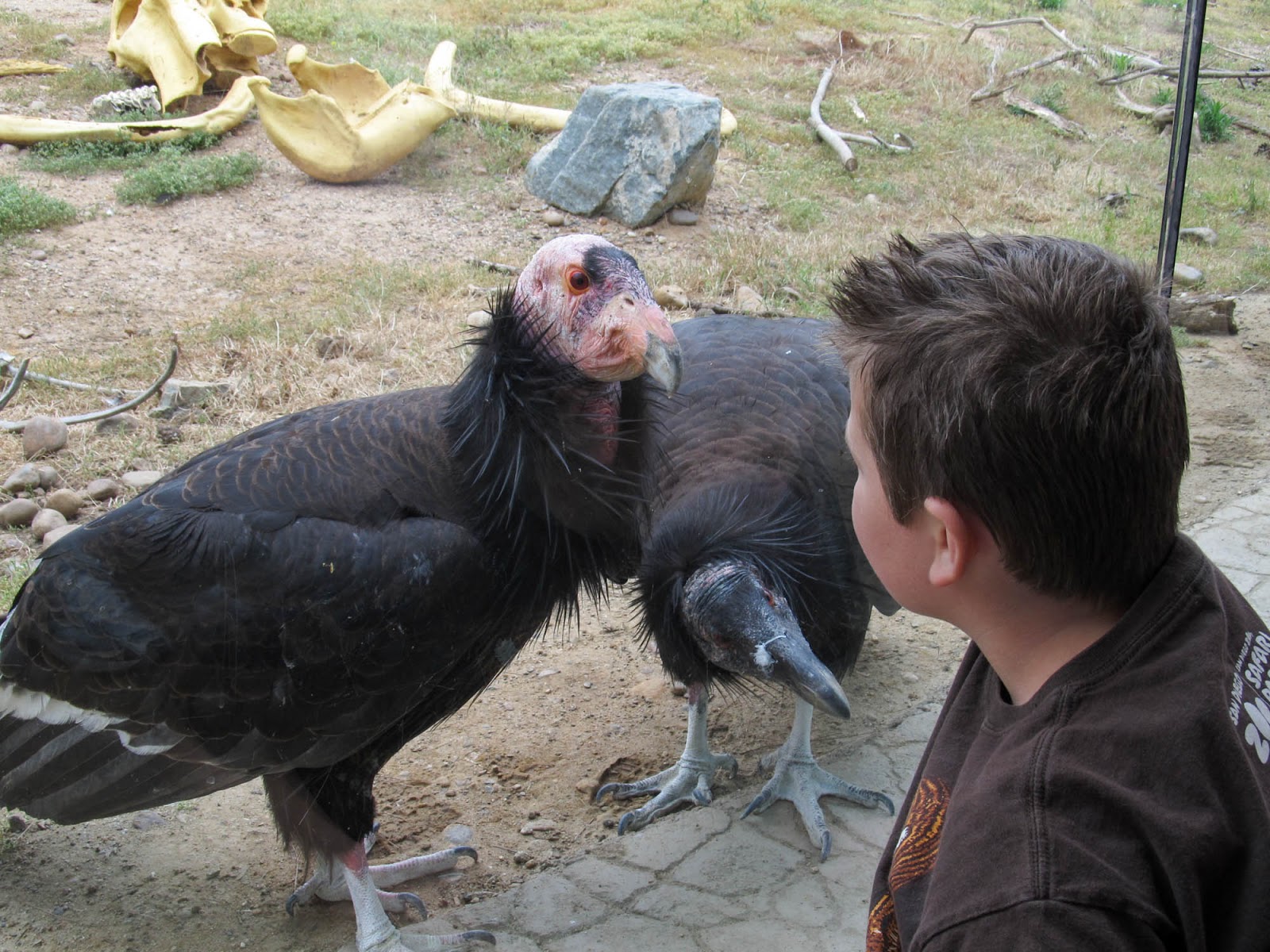 Life with Dylan: California condors - Bald, Beautiful and Back from the ...