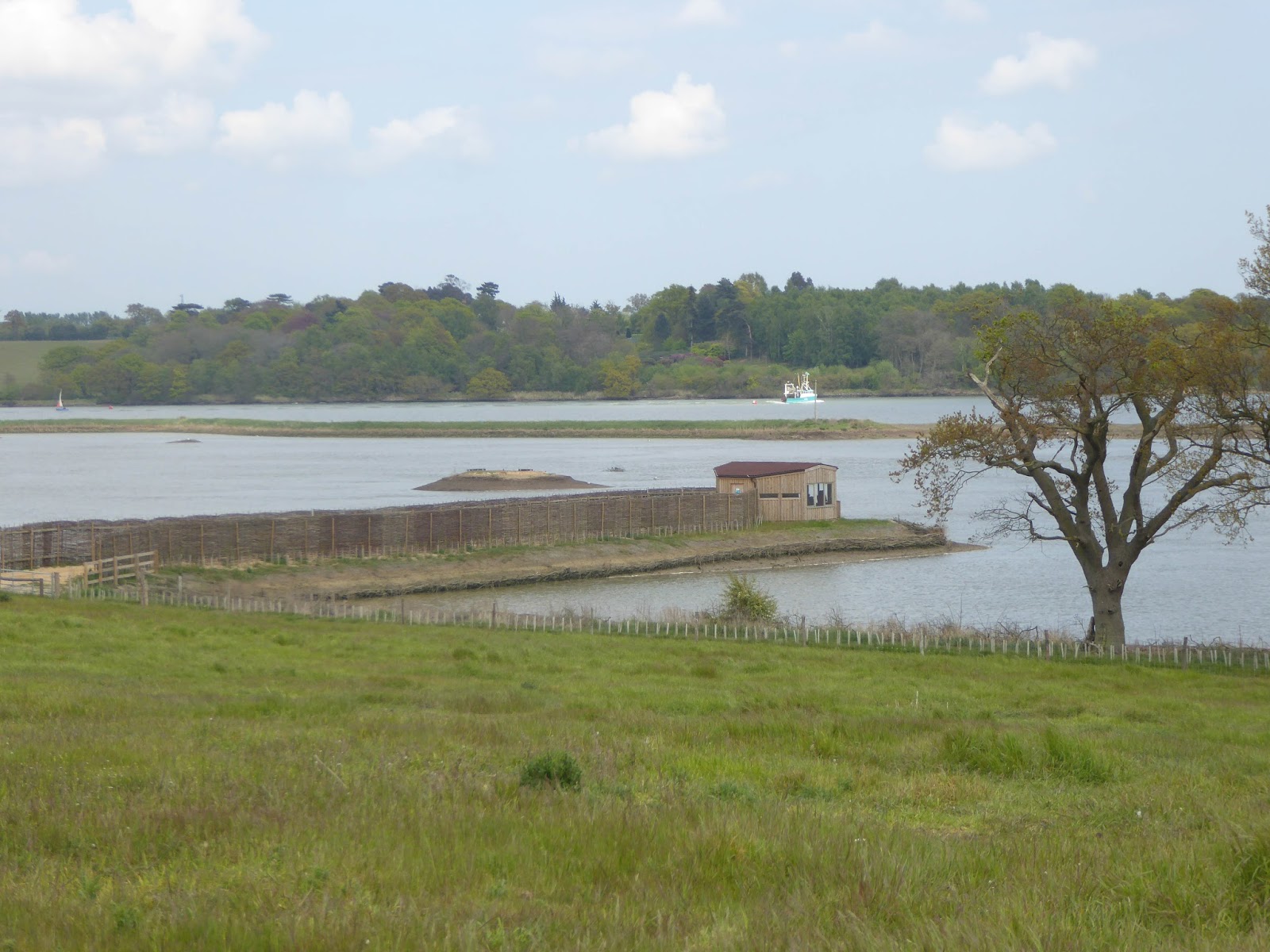Wild and Wonderful: And a Nightingale sang... at Fingringhoe