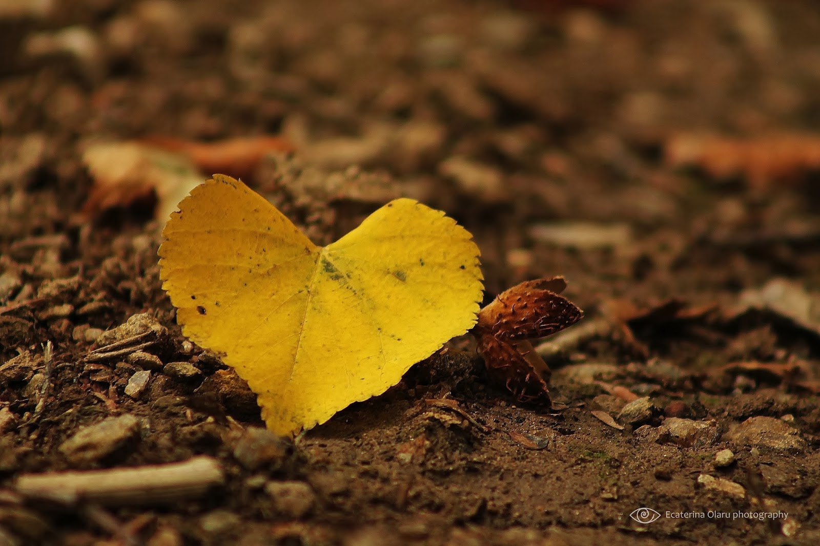 photography by Ecaterina Olaru : Dying nature
