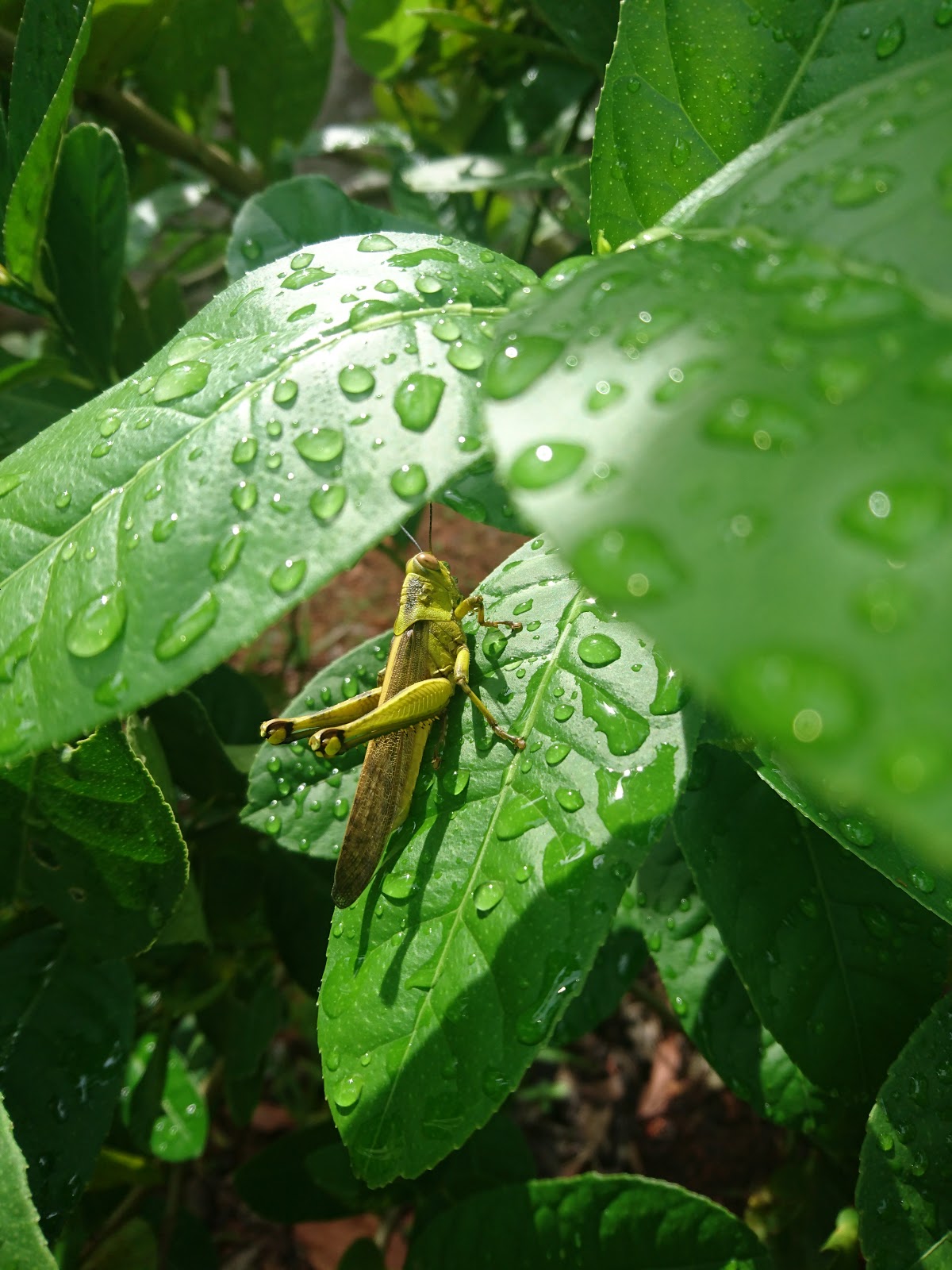 grasshopper drinking rain water up leaf lemon tree