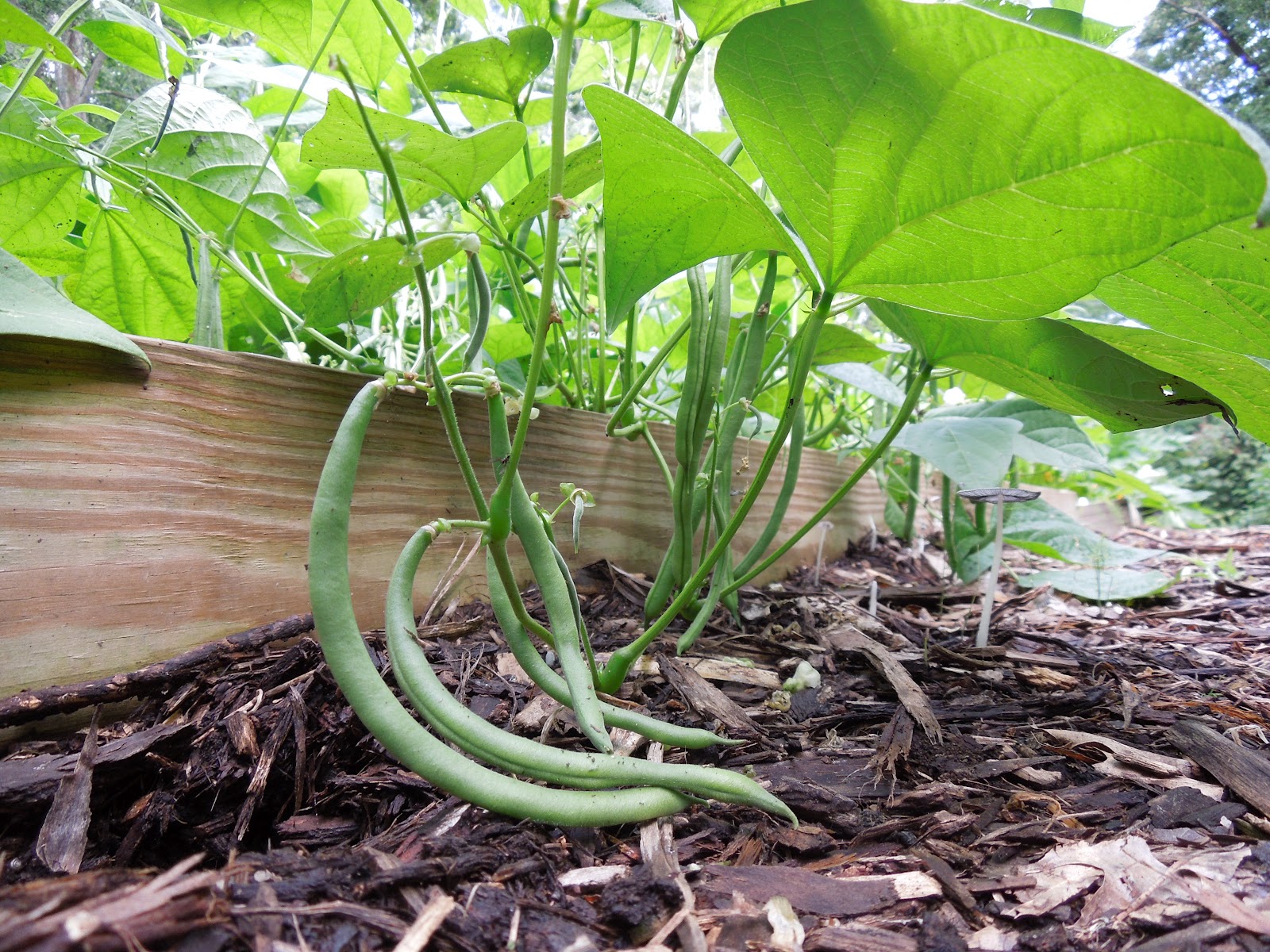 Sue's in the Garden Growing the Groceries: Green beans are on the menu!