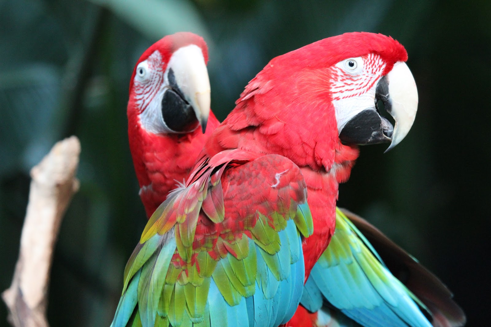 Parrots, Paddling, and Ponderings: B.C.'s Bloedel Conservatory gives ...