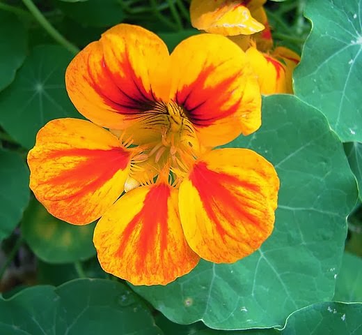 ARTE Y JARDINERÍA : MASTUERZO. PLANTA MEDICINAL