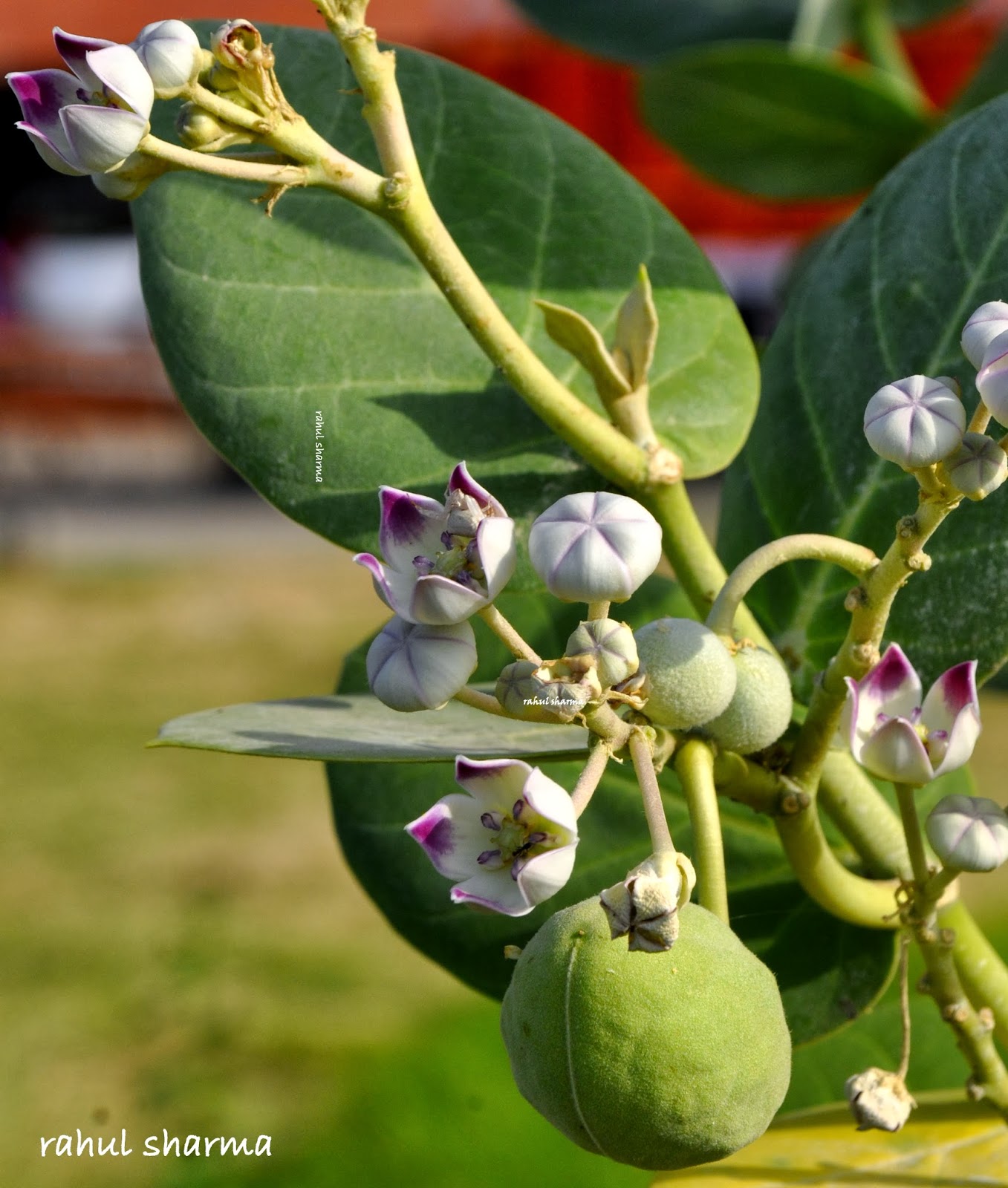 Calotropis procera (Ait.) Ait. F (Apple of Sodom ) ~ Wild Flora Of Dwarka