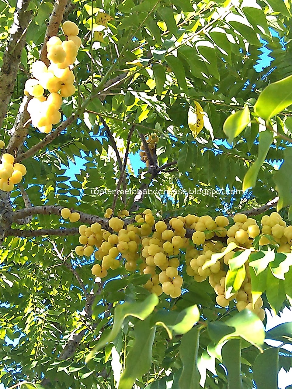 Bite me: Damson stew | Watermelon and Cheese