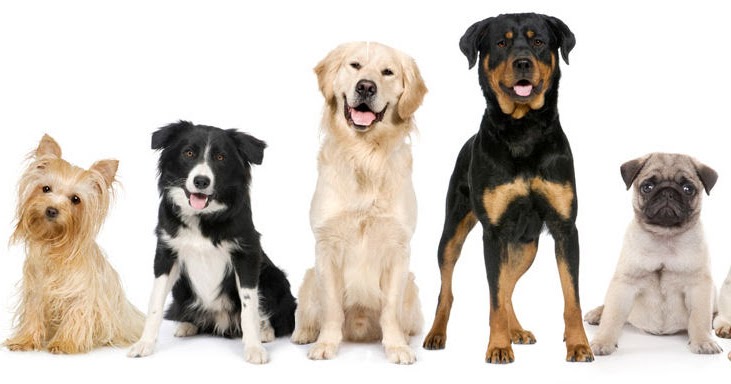 How to Pick Out the Right Breed of Dog/Puppy for Your Lifestyle ...