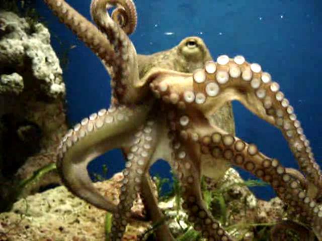 Octopus - Wild Life Planet