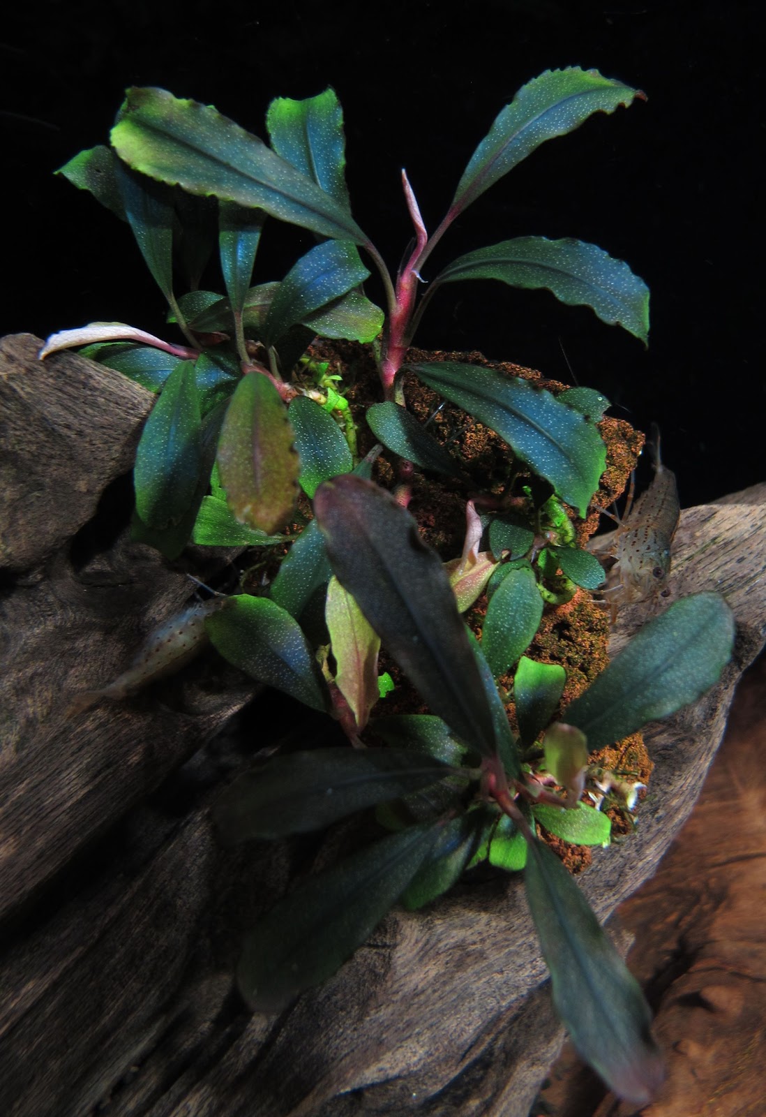 endemic plants: Bucephalandra sp. Brownie Red, Ulu Kapuas