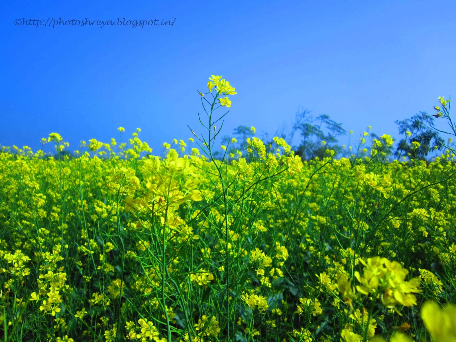 Let's Walk Together And Explore The World. Shall We? : The Mustard Field