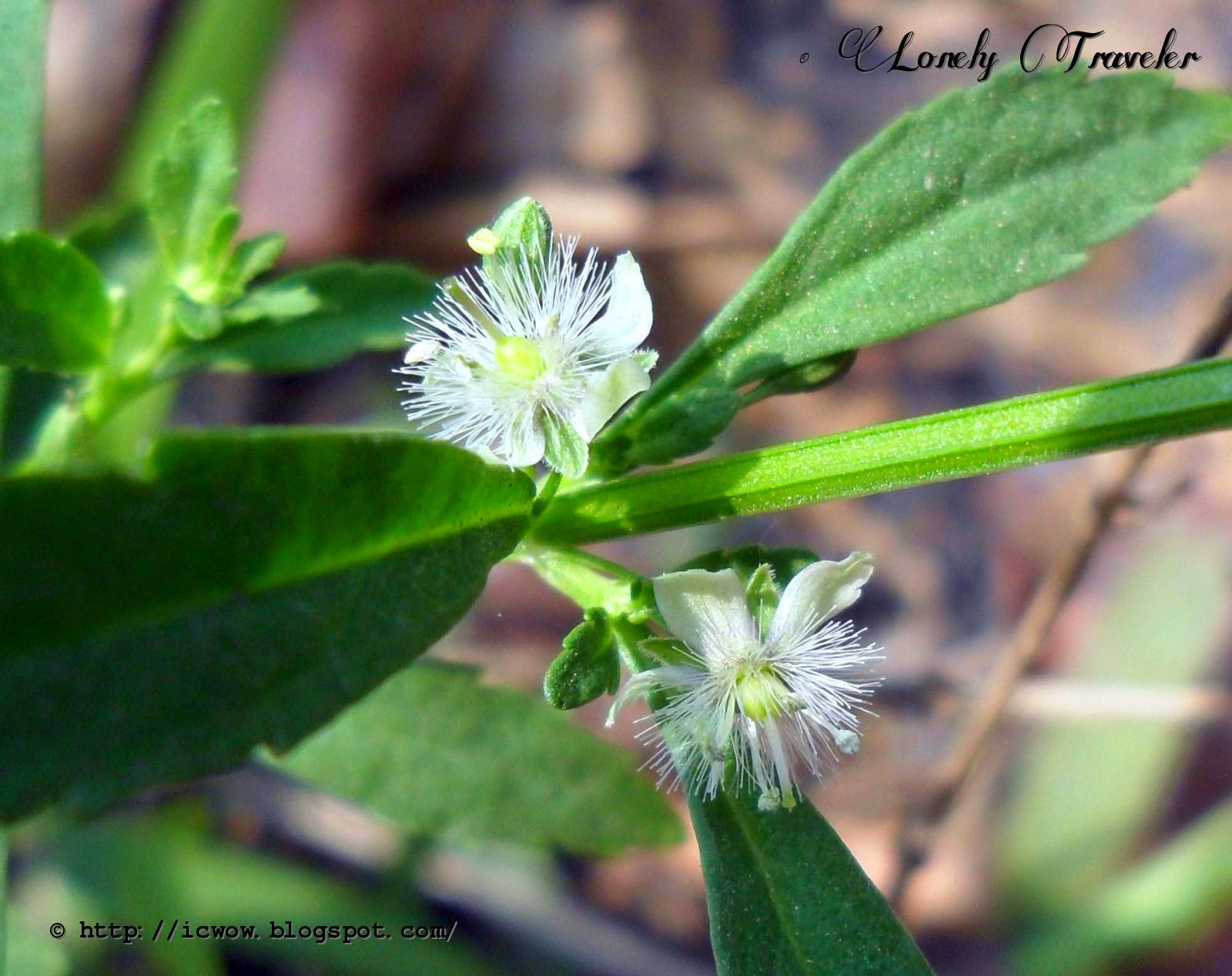 Goat weed (বন ধনিয়া ফুল) - Scoparia dulcis