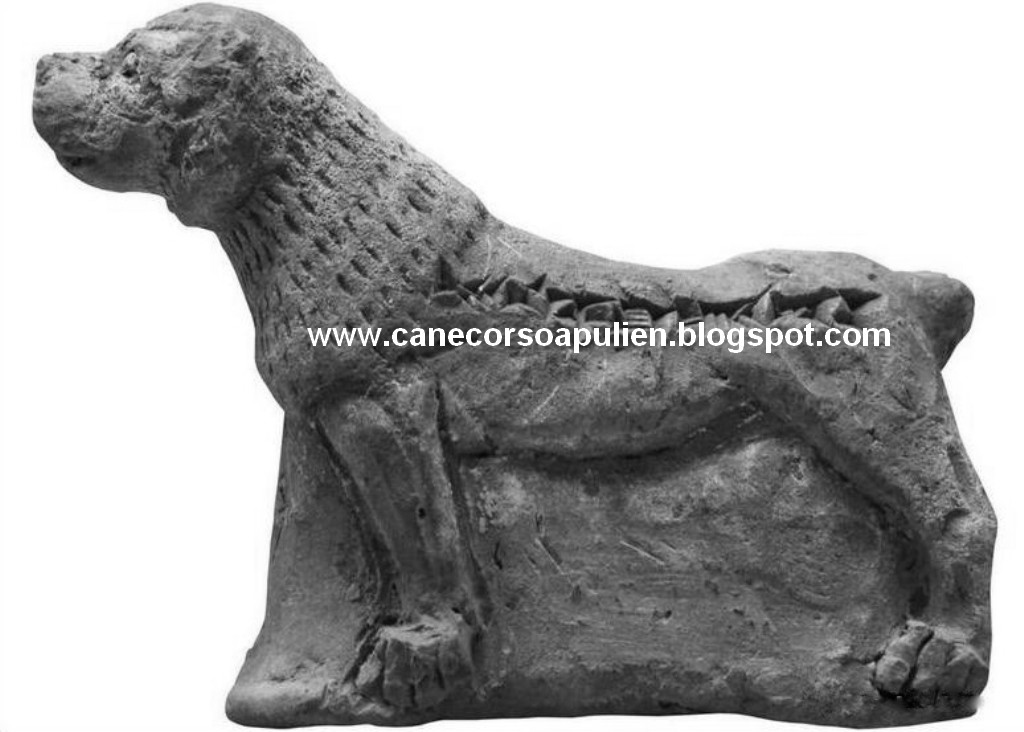 Cane Corso apulien: Naissance du molosse, dates et lieux