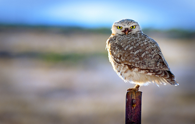 The Burrowing Owl – The Smallest Species of Owl | The Ark In Space