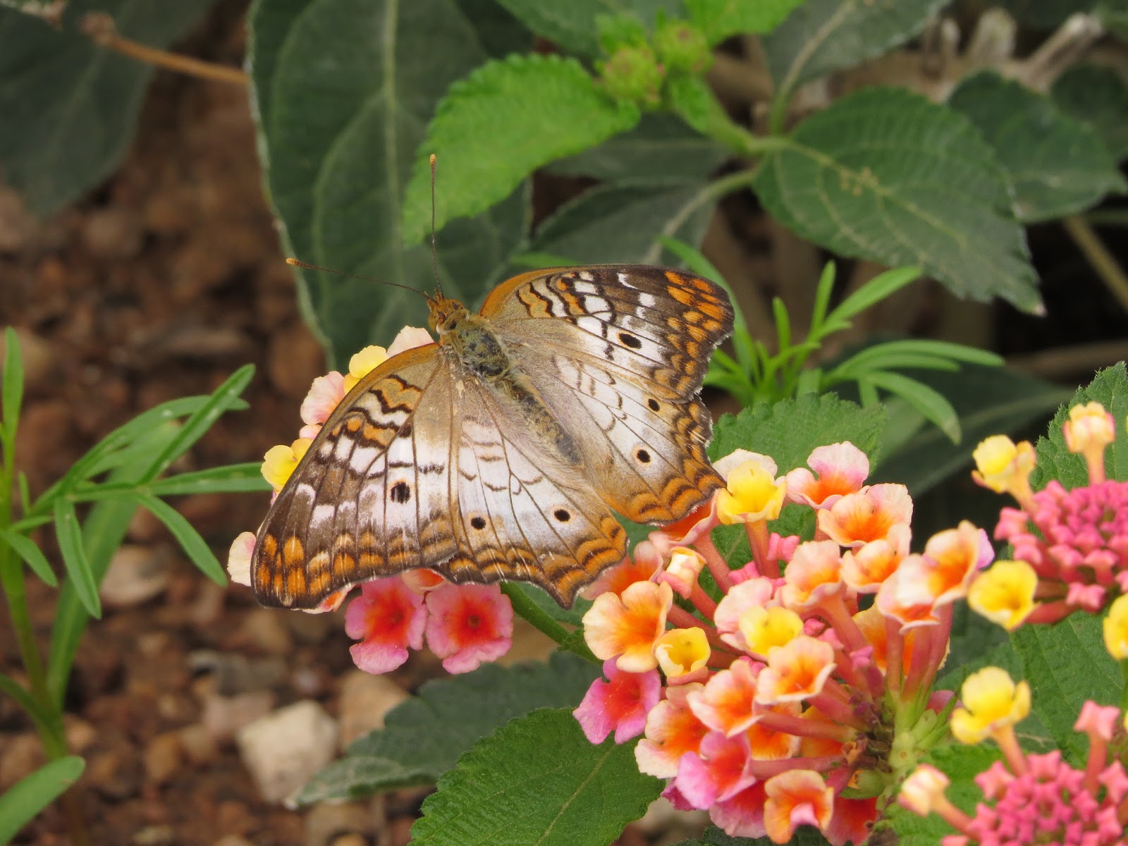 Have Book, Will Travel: Butterfly Exhibit at the Botanical Gardens