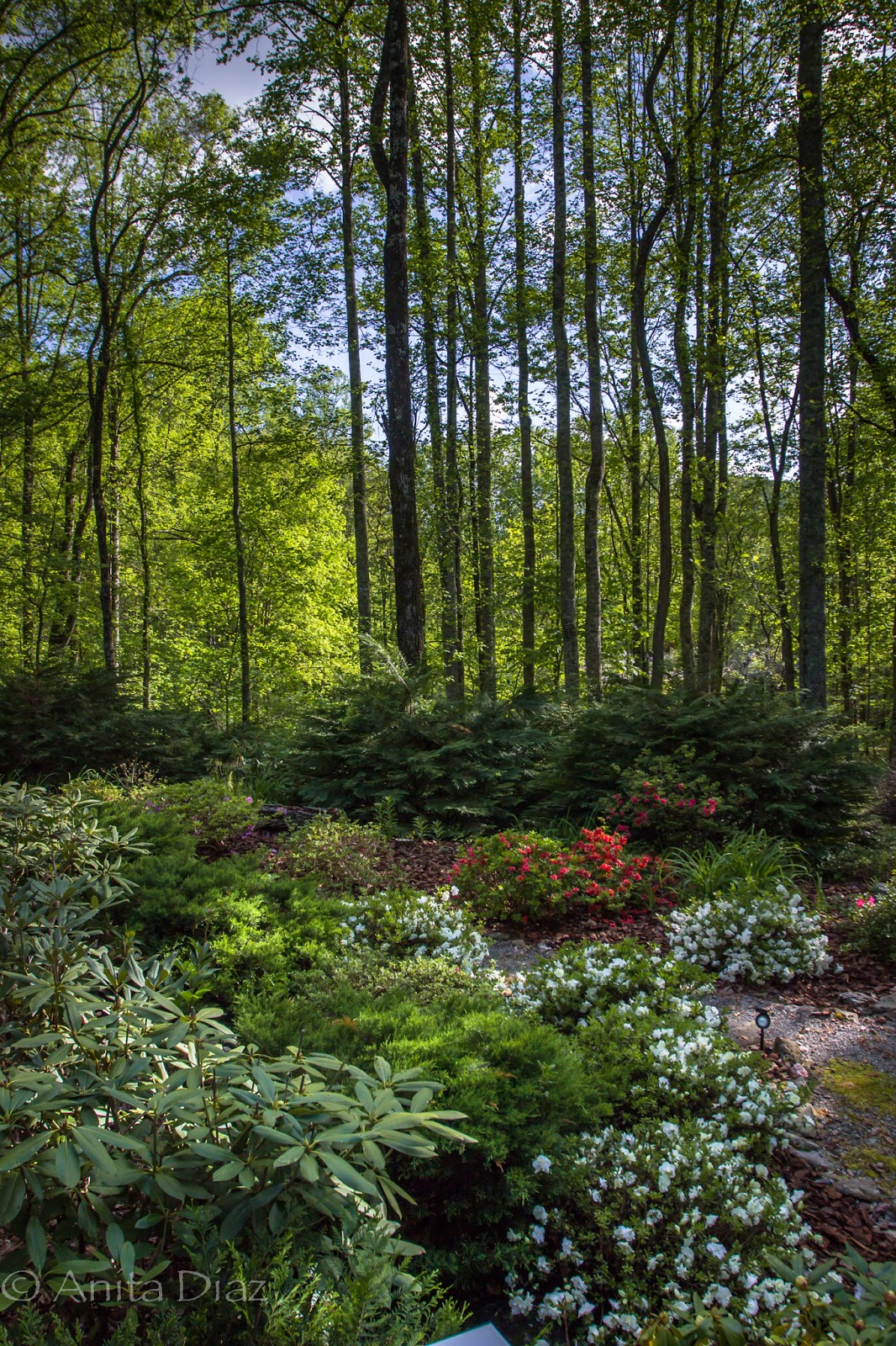 Spring landscape - Whispering Pines Homestead