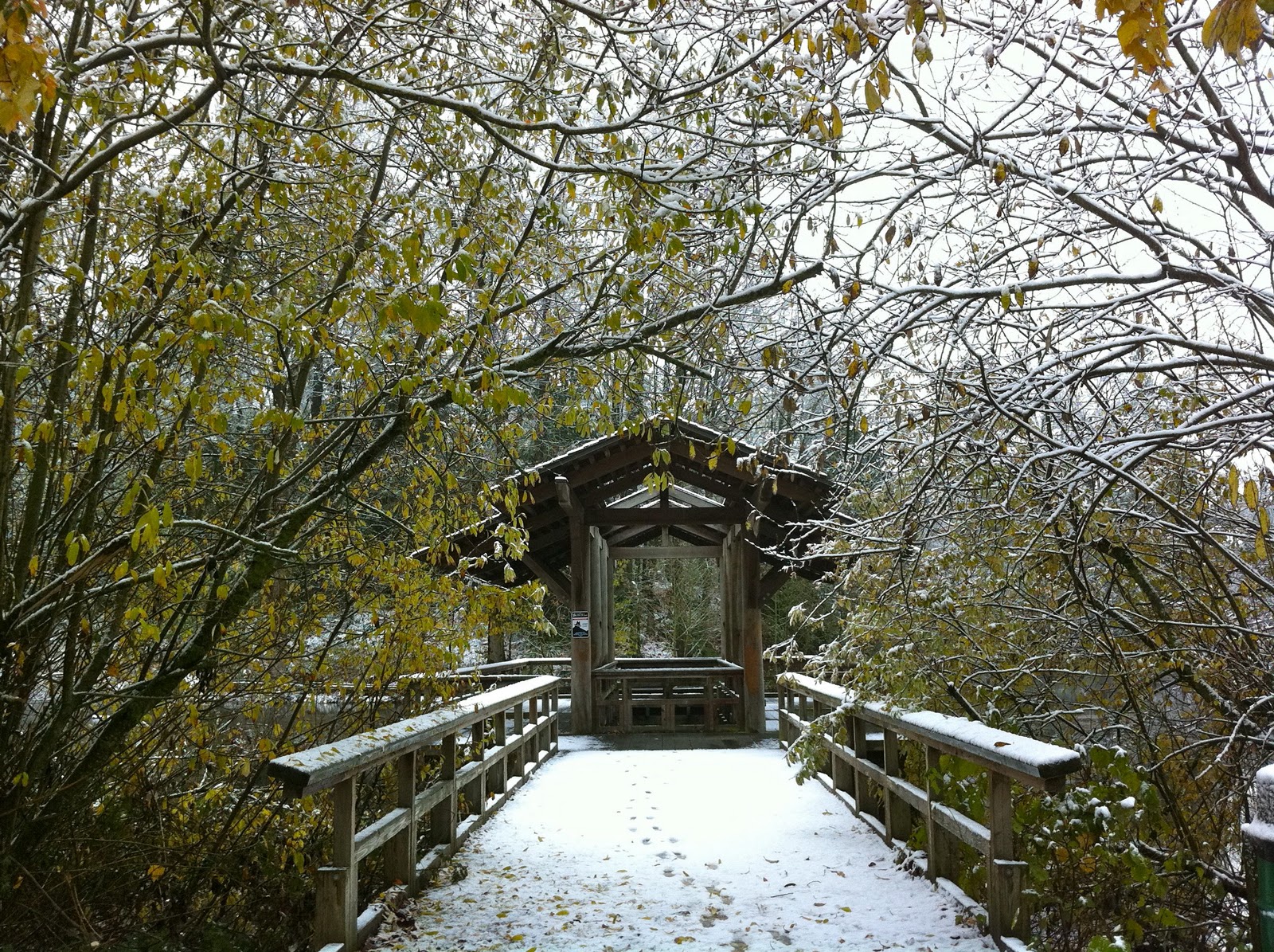 Beck Bulletin: November Snow