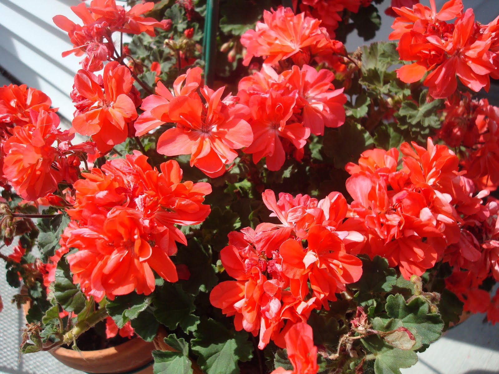 The Vegetable Garden: July 2011