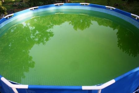 Two Bears Farm and the Three Cubs: White Trash Pools Continued ...