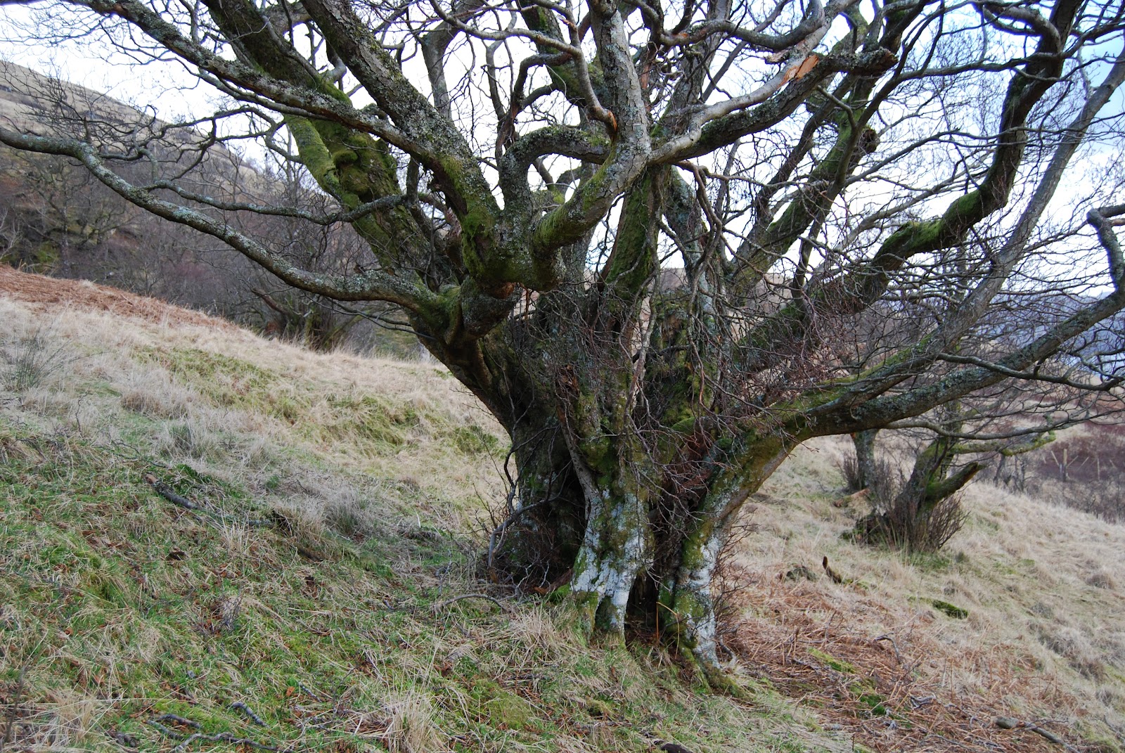 Society for Conservation Biology Europe Section: Wood Pasture in Scotland
