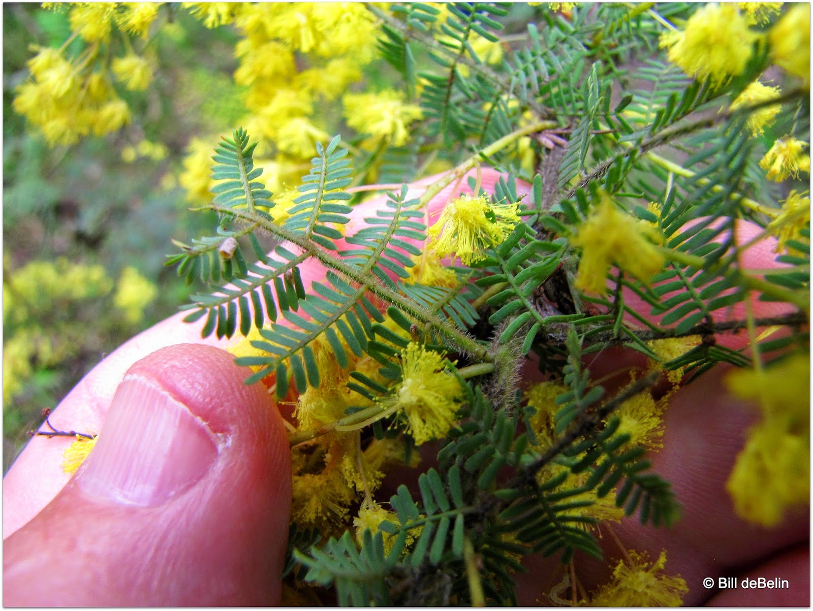 Sydney's Wildflowers and Native Plants: Acacia pubescens - Downy Wattle.