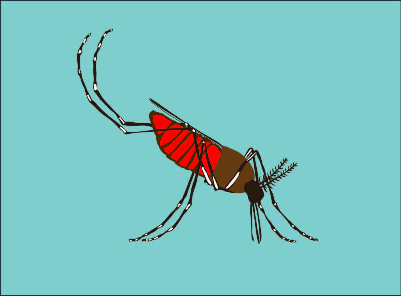 InHouse Design Studio: Anopheles vector graphic