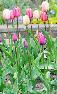 Helen Philipps: Tulip Patch