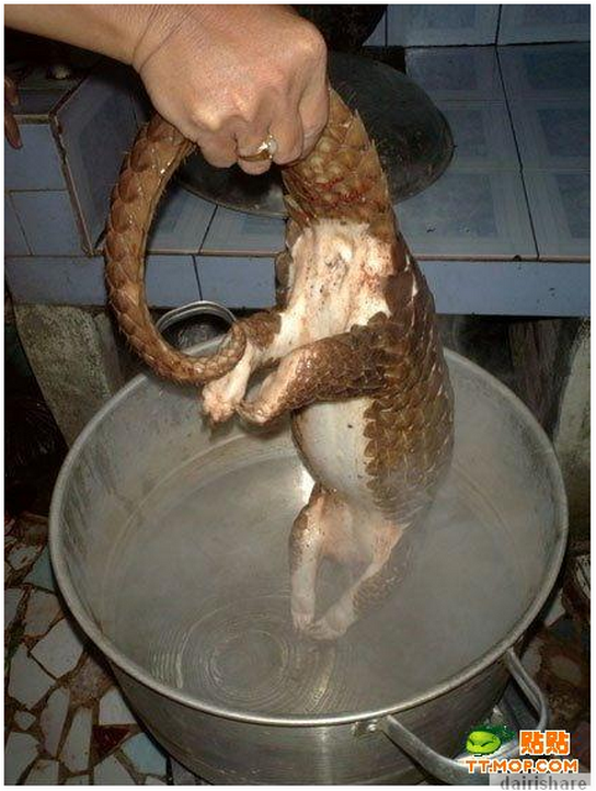 Jom Lihat Bagaimana Tenggiling Di Proses | Info Malay