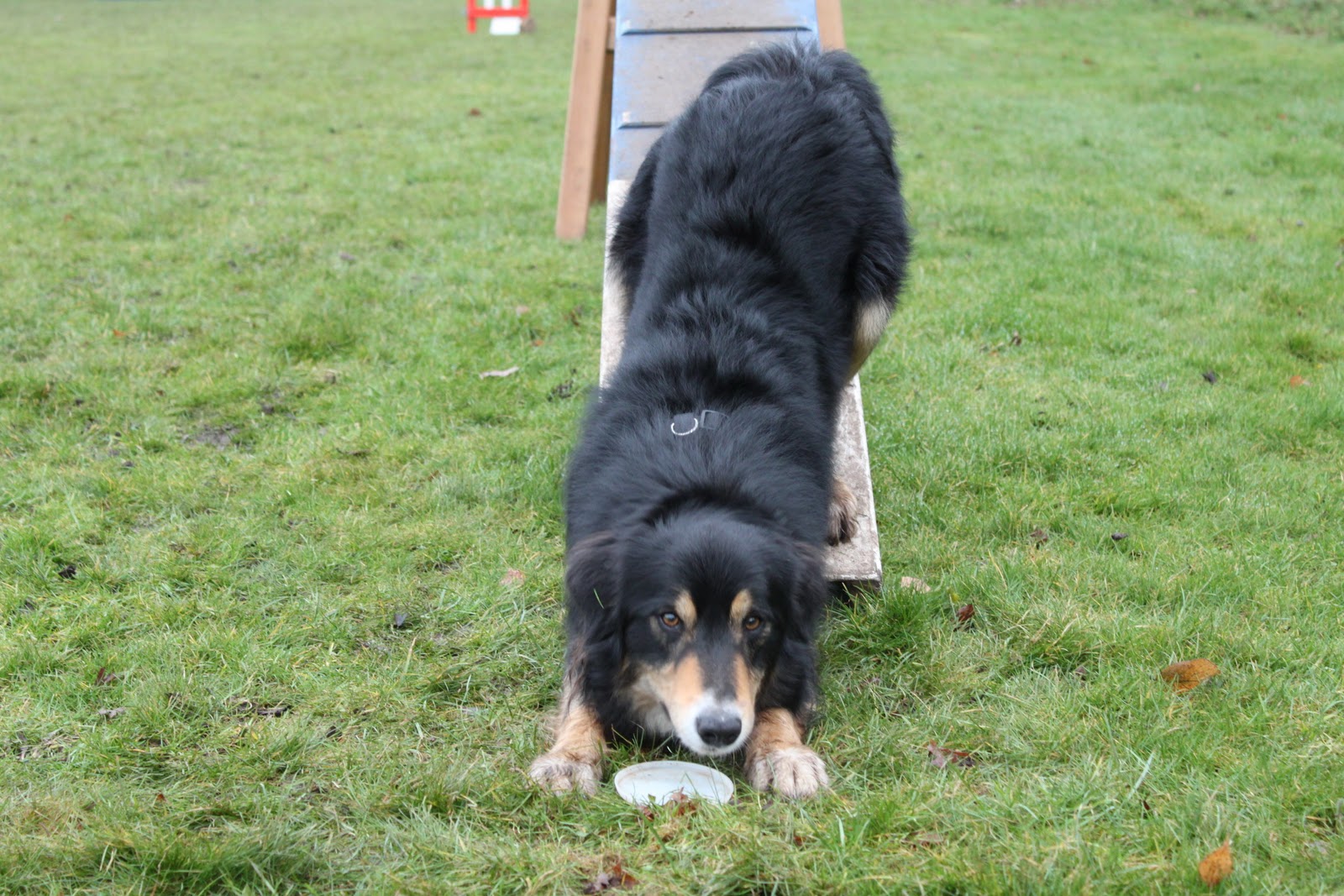 Our agility dogs: PART 2A(i) - Static target to distance nose touches