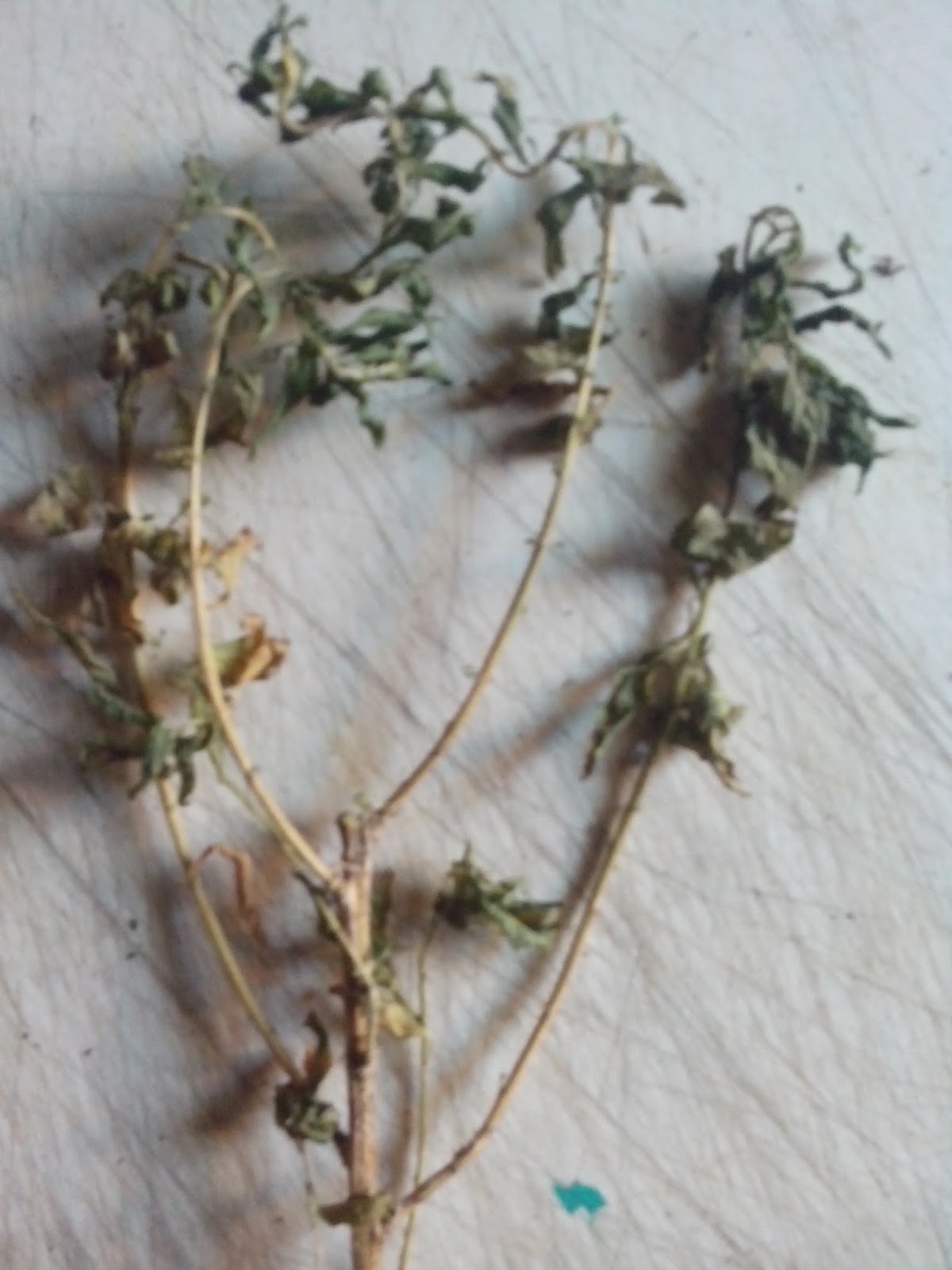 Biologia : secado de epazote