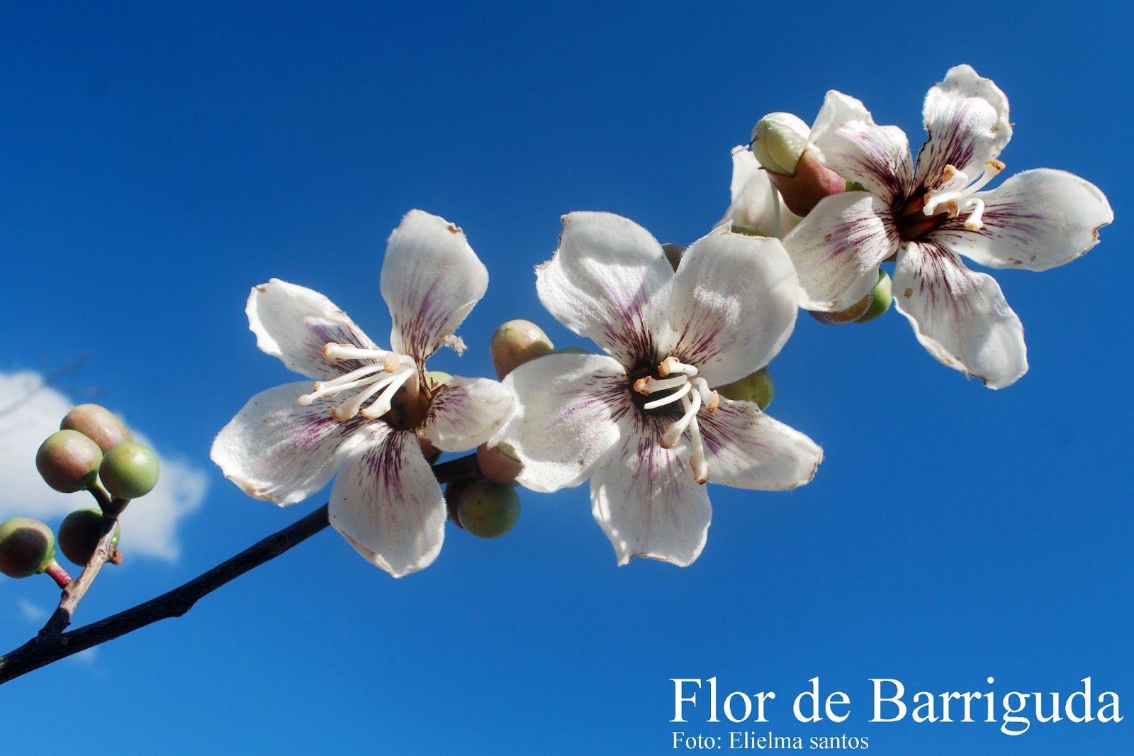 Histórias e Cenários Nordestinos: Barriguda