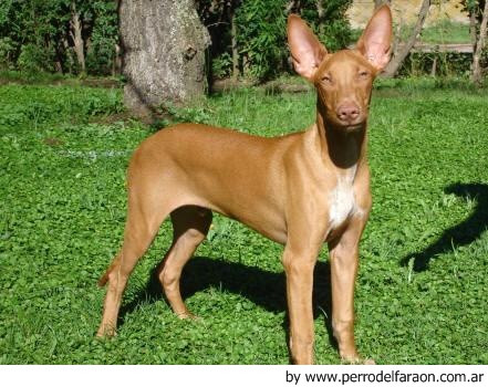 razas de perros: Podenco del Faraón