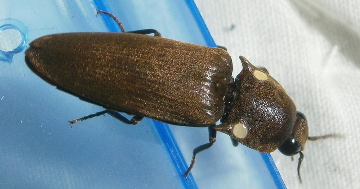 Invertebrate Dude: Pyrophorus noctilucus Adult Emerged!!