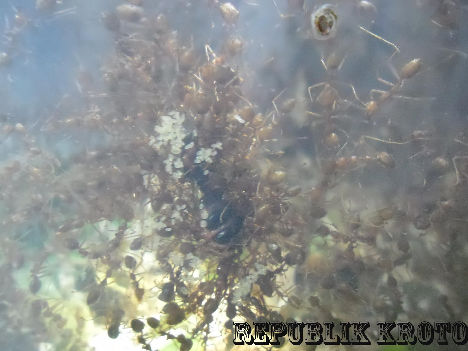 Panen Satu Kilogram Lebih Perhari Bagian 1 | Republik Kroto