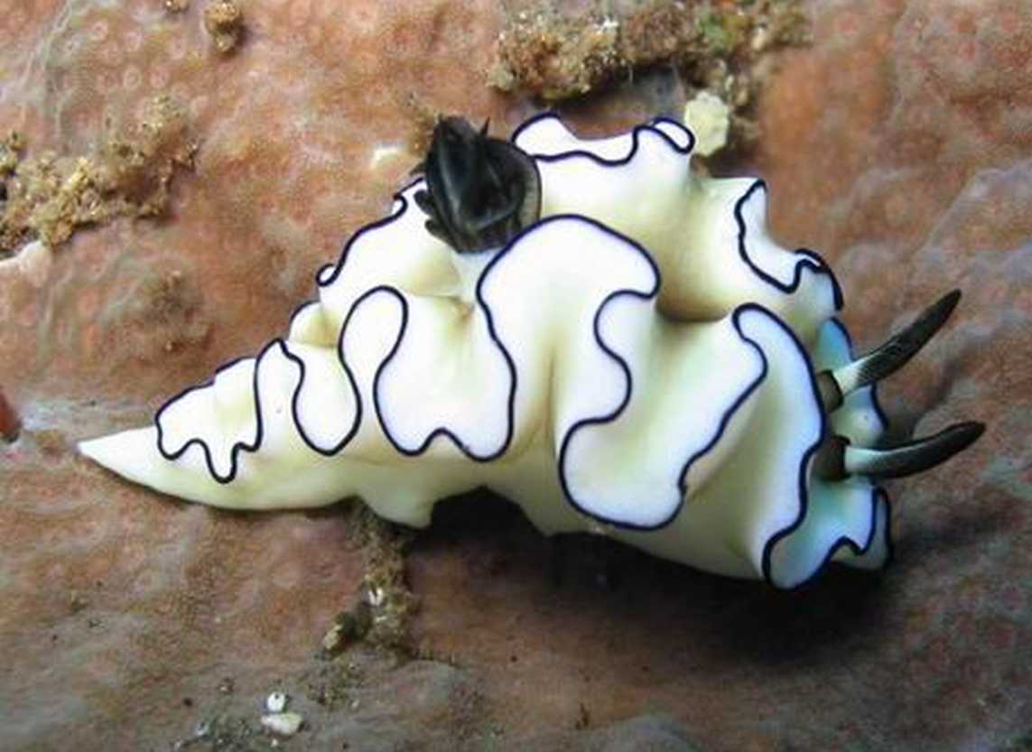 Las Fotos Mas Alucinantes: fotos animales marinos