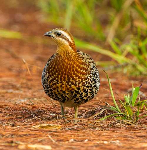 List of Indian partridges - Images | Birds of India | Bird World
