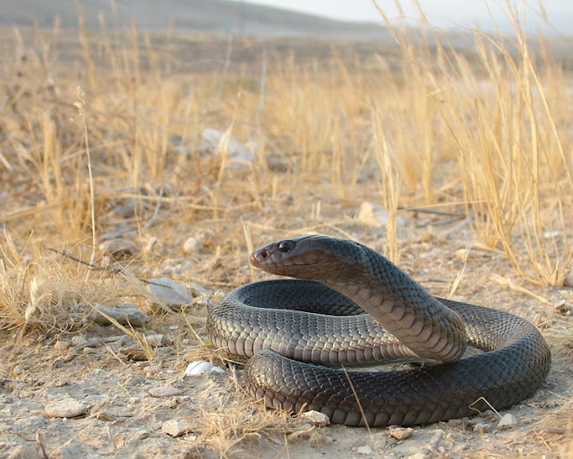 Animals World: black cobra wallpapers