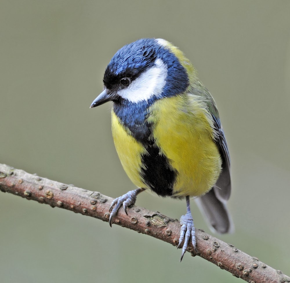 Brian Rafferty...Wildlife Photographer: Pennington Flash