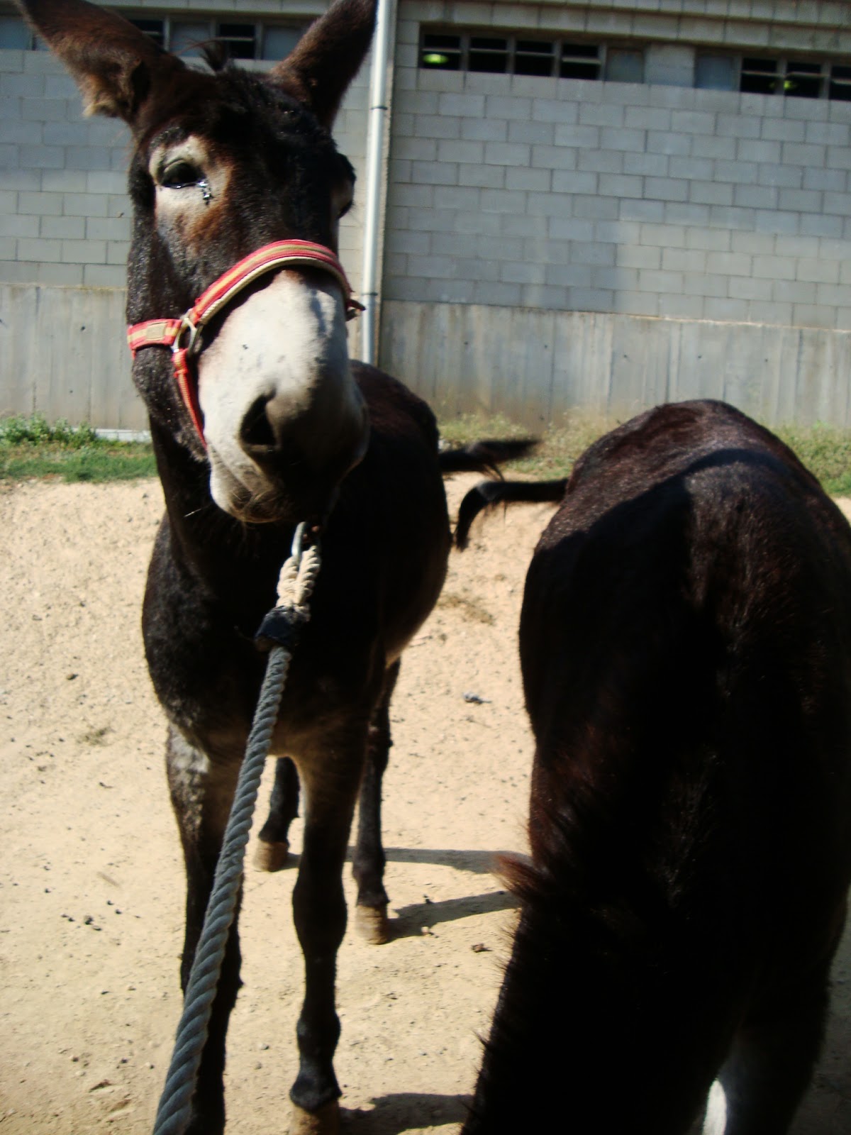 CATALONIAN DONKEYS' REPRODUCTION AT AUTONOMOUS UNIVERSITY OF BARCELONA ...