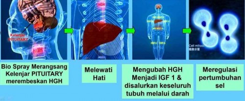 PERBEDAAN BIOSPRAY DENGAN HGH SINTETIS | REVOLUTIC BIOSPRAY ( SUPLEMEN ...