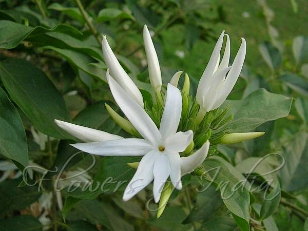 meetei: KUNDO / KUNDA / DOWNY JASMINE