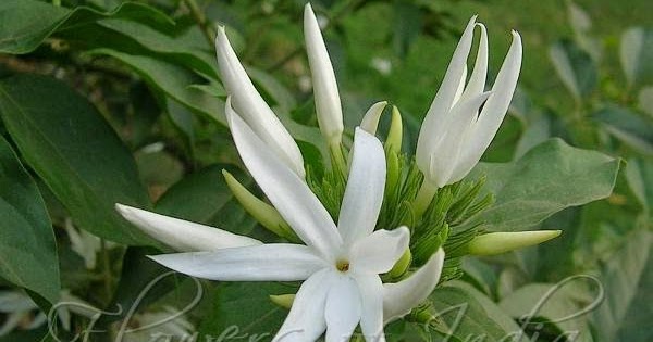 meetei: KUNDO / KUNDA / DOWNY JASMINE