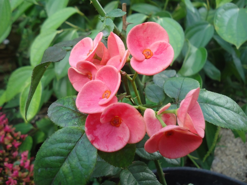 Bunga Euphorbia Pink dan Pohon Merica - Rumah Daun Muda